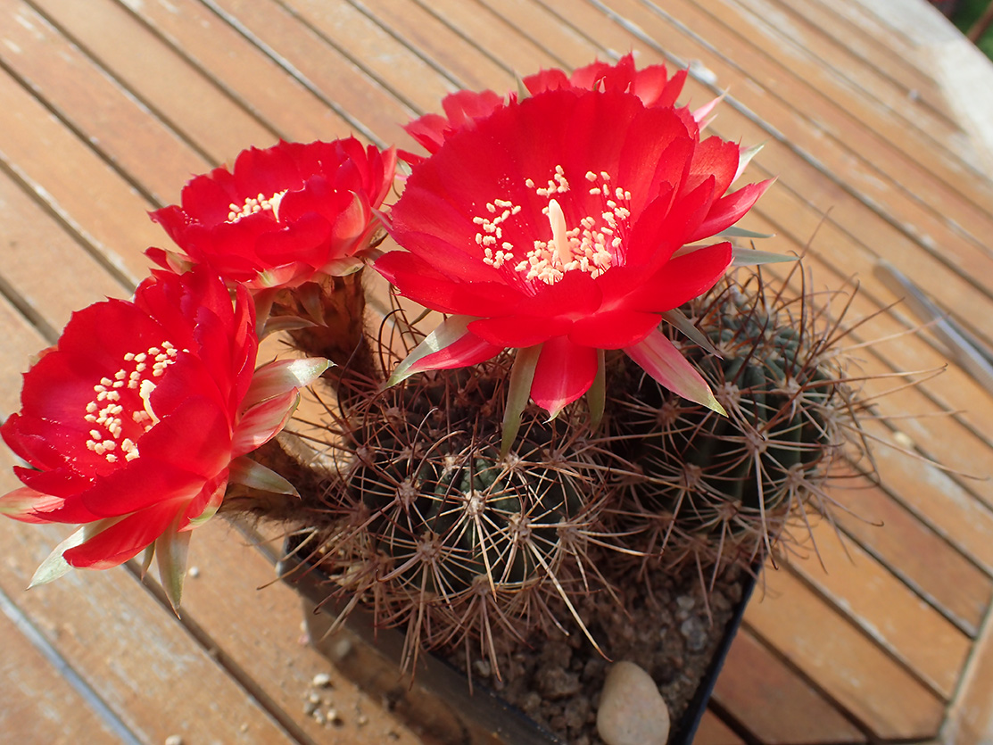 Lobivia haematantha :: Kaktusy-sukulenty-masozravky