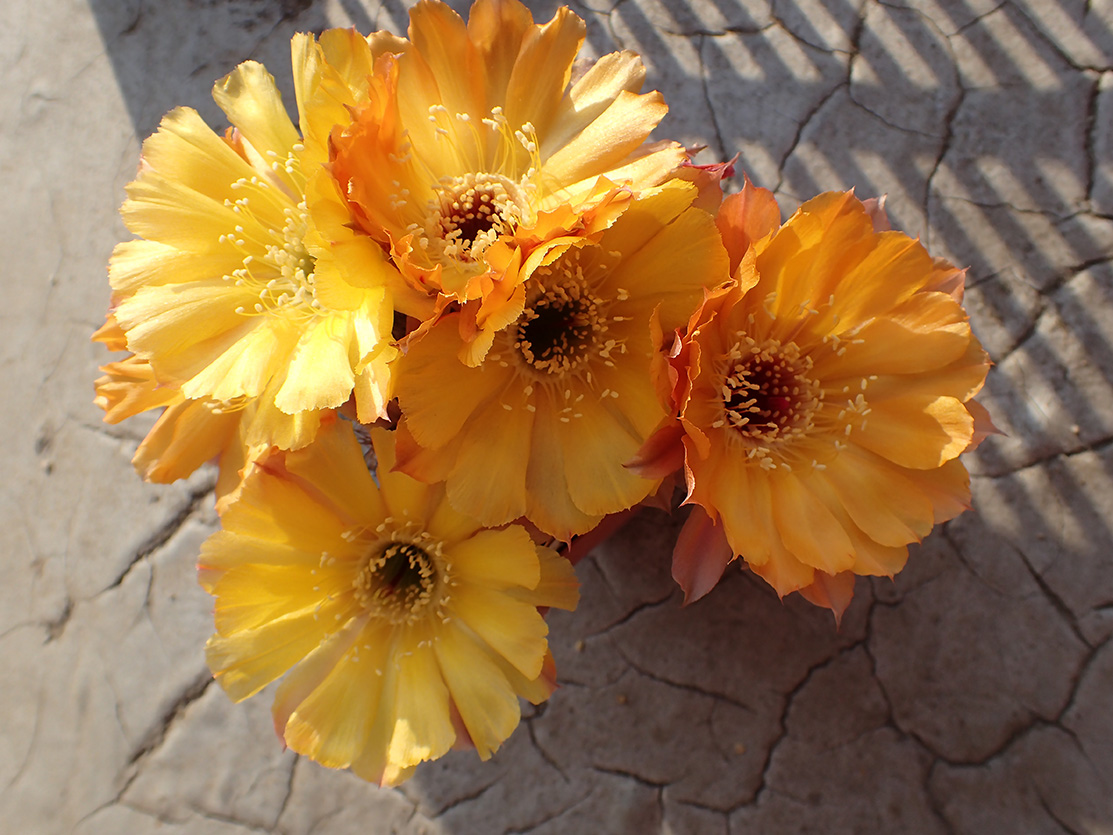 Lobivia haematantha - variety :: Kaktusy-sukulenty-masozravky