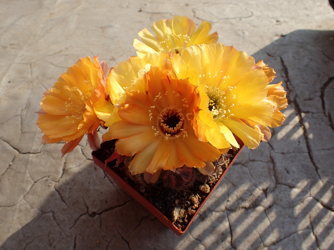 Lobivia haematantha - variety :: Kaktusy-sukulenty-masozravky