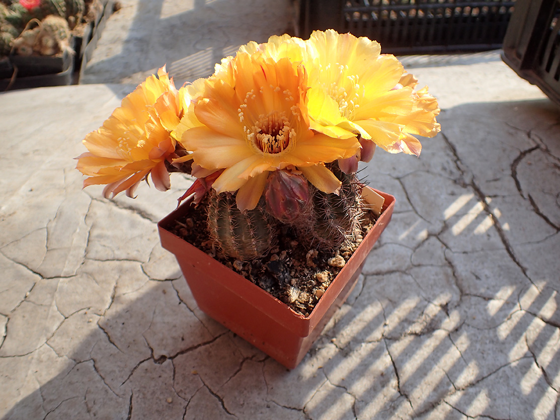 Lobivia haematantha - variety :: Kaktusy-sukulenty-masozravky