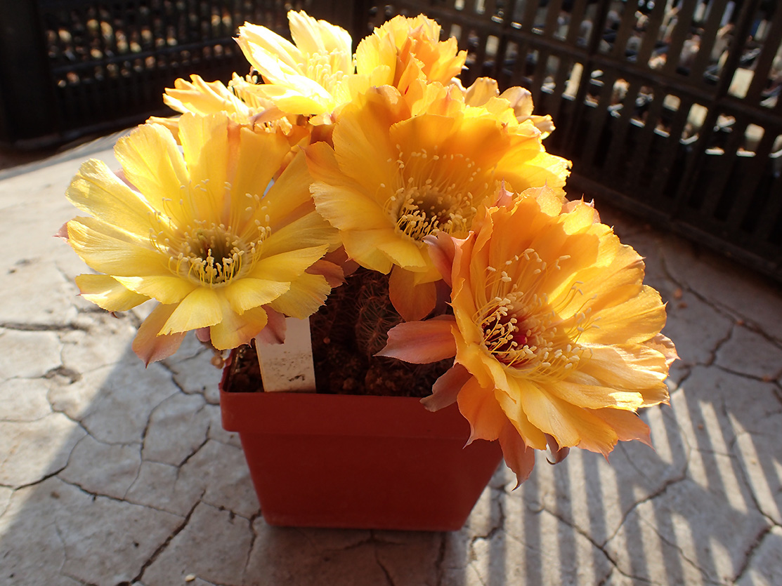 Lobivia haematantha - variety :: Kaktusy-sukulenty-masozravky