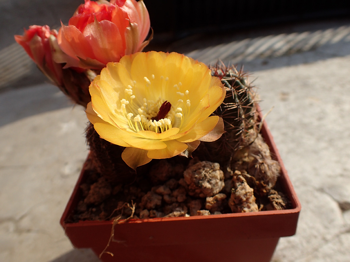 Lobivia haematantha - variety :: Kaktusy-sukulenty-masozravky