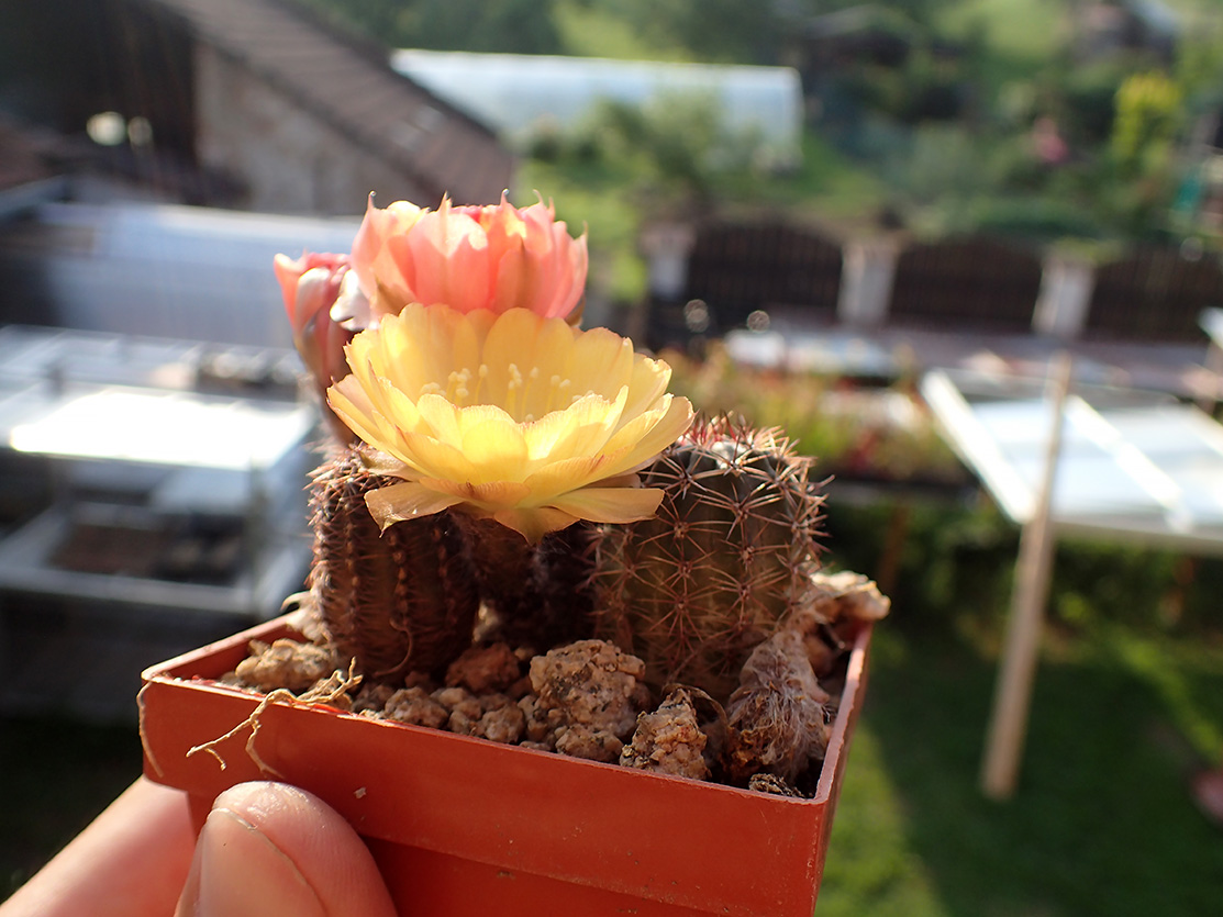 Lobivia haematantha - variety :: Kaktusy-sukulenty-masozravky