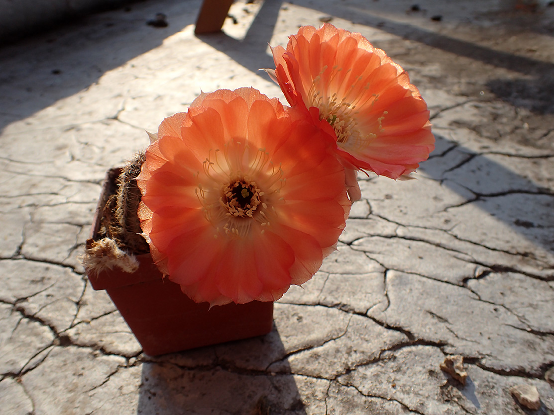 Lobivia haematantha - variety :: Kaktusy-sukulenty-masozravky