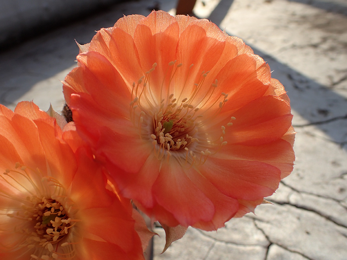 Lobivia haematantha - variety :: Kaktusy-sukulenty-masozravky