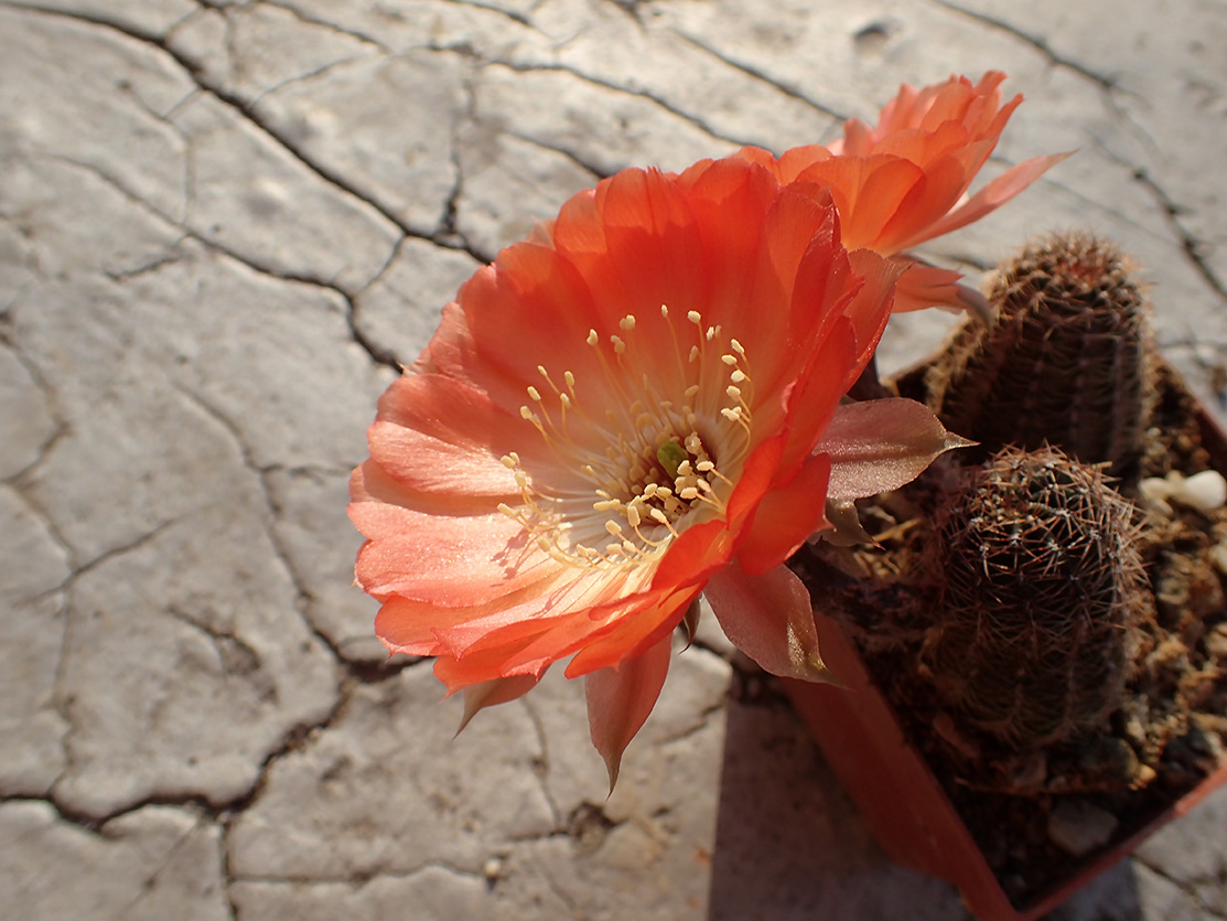 Lobivia haematantha - variety :: Kaktusy-sukulenty-masozravky