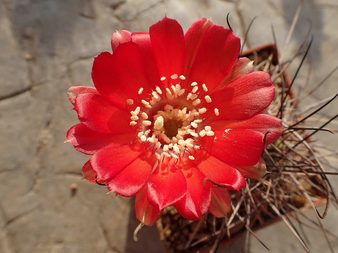 Lobivia haematantha :: Kaktusy-sukulenty-masozravky