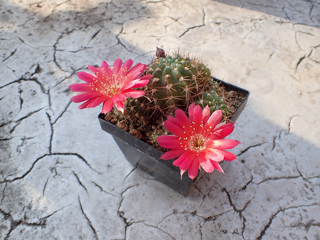 Lobivia hertrichiana - variety a formy :: Kaktusy-sukulenty-masozravky