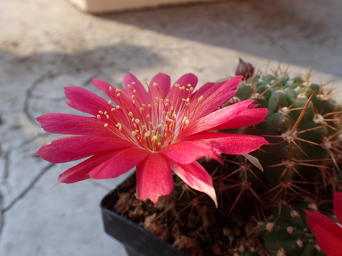 Lobivia hertrichiana - variety a formy :: Kaktusy-sukulenty-masozravky