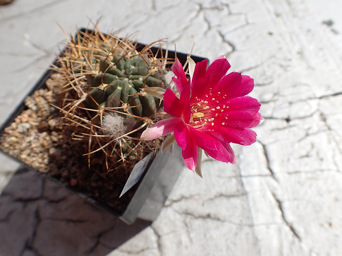 Lobivia hertrichiana :: Kaktusy-sukulenty-masozravky