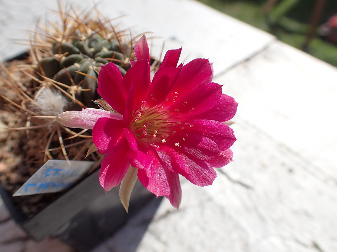 Lobivia hertrichiana :: Kaktusy-sukulenty-masozravky