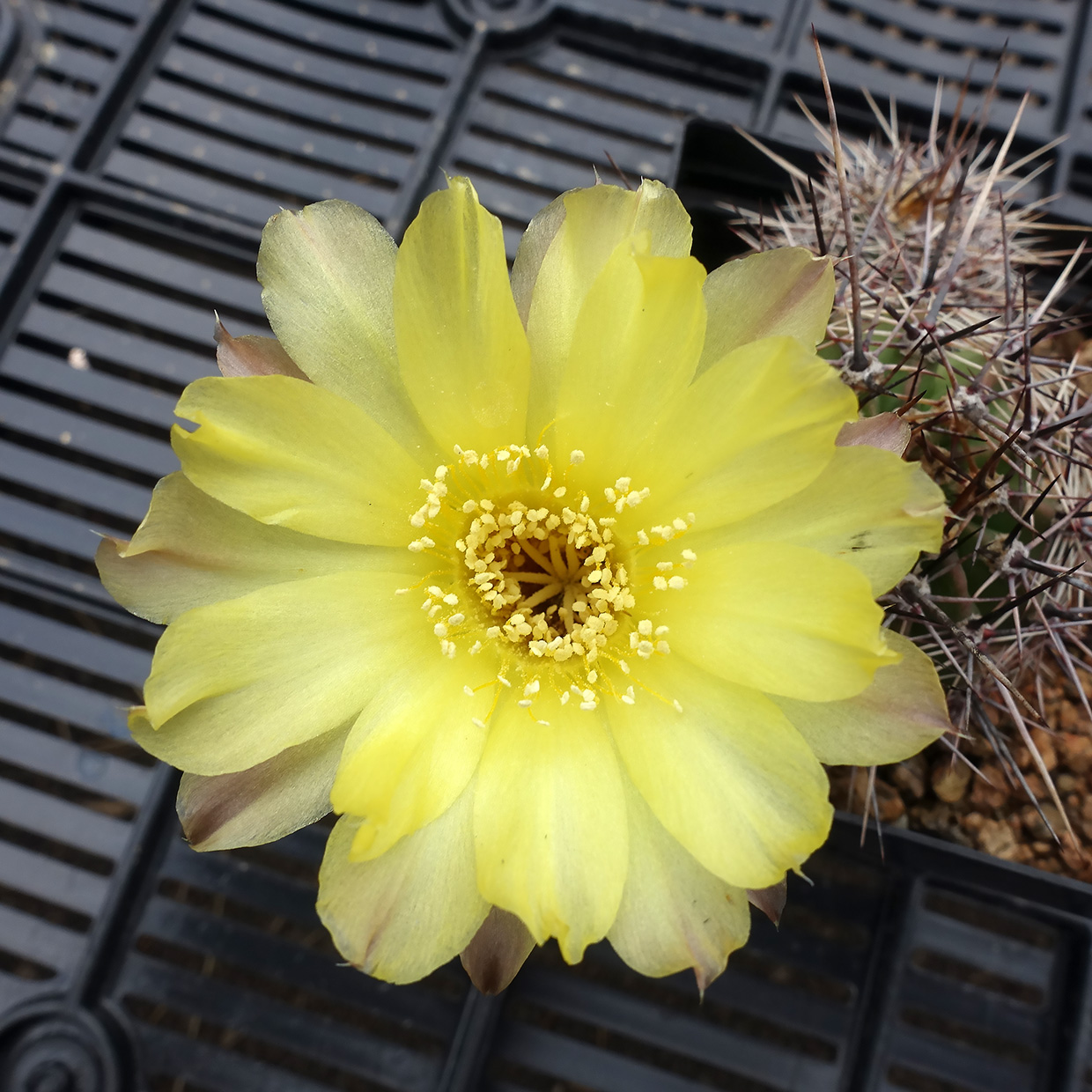 Lobivia aurea :: Kaktusy-sukulenty-masozravky