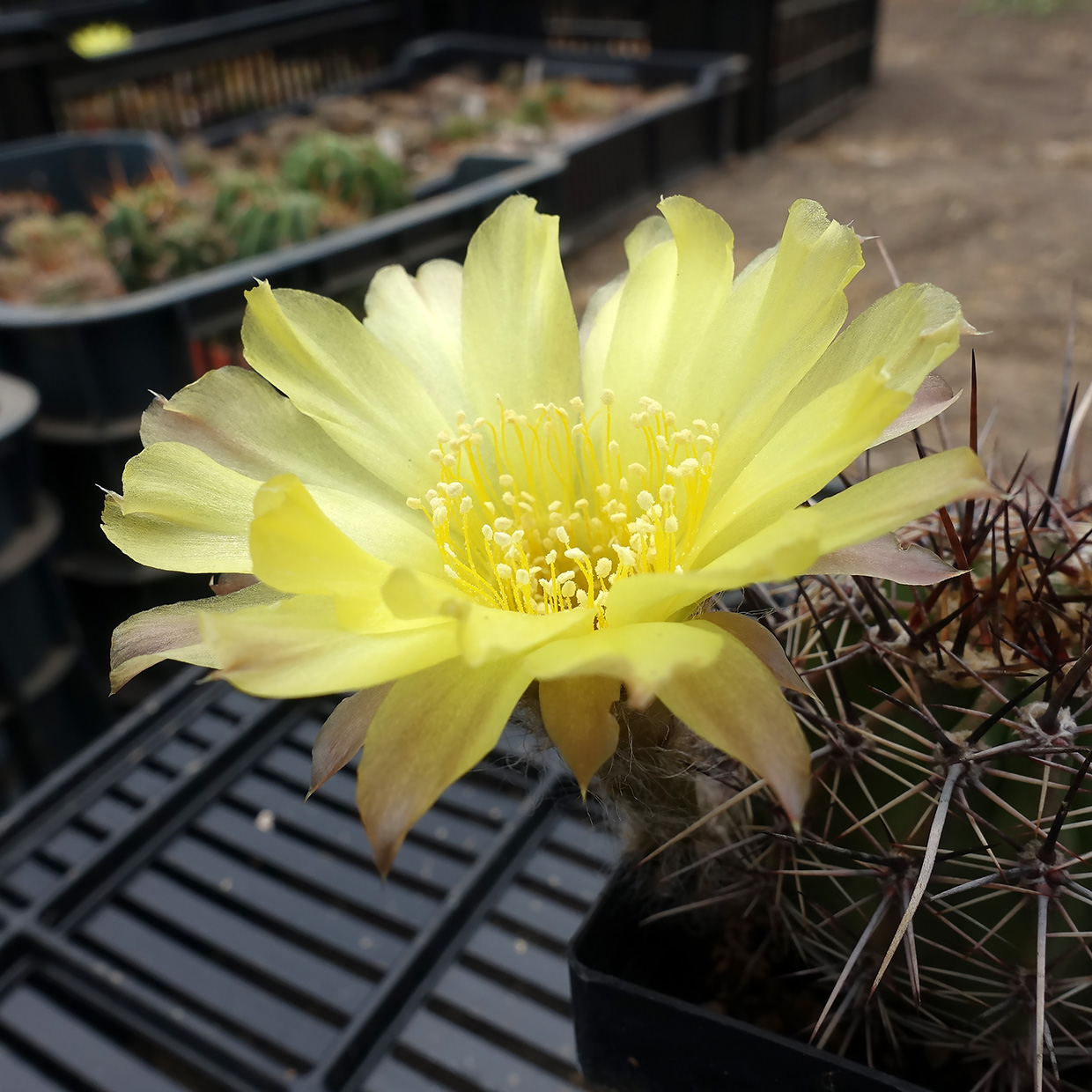 Lobivia aurea :: Kaktusy-sukulenty-masozravky