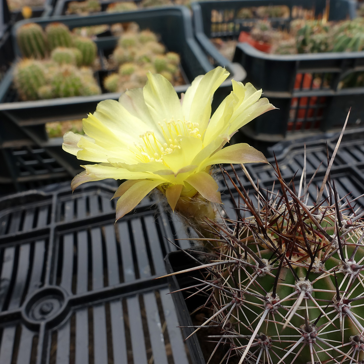 Lobivia aurea :: Kaktusy-sukulenty-masozravky