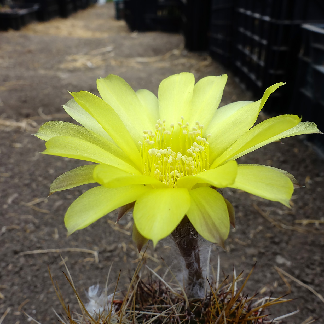 Lobivia aurea :: Kaktusy-sukulenty-masozravky