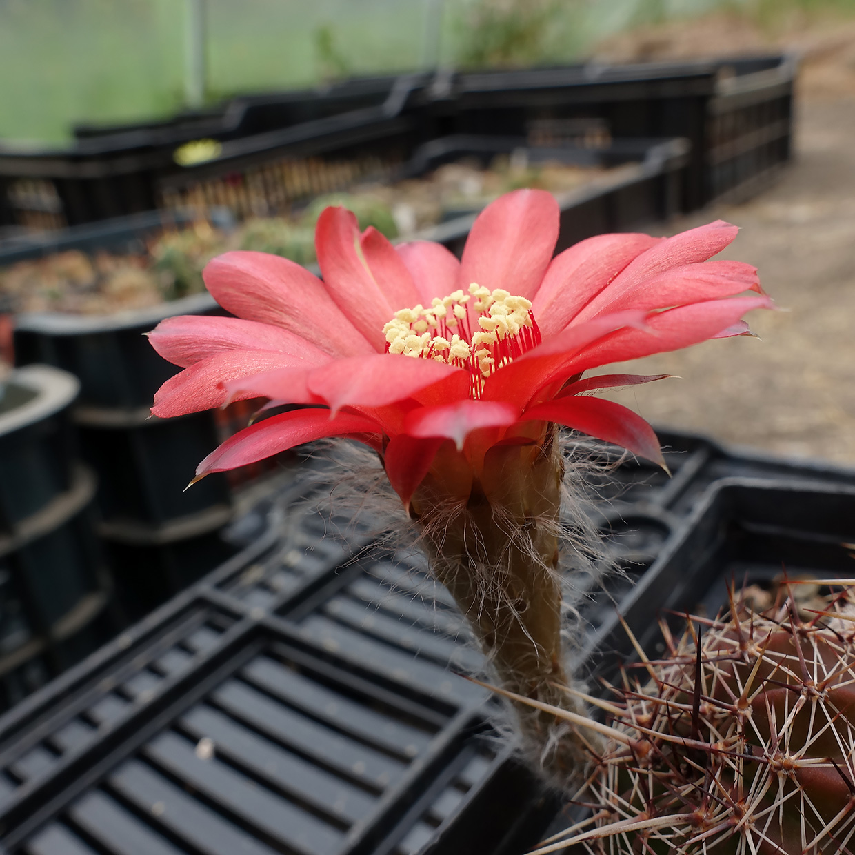 Lobivia aurea - variety :: Kaktusy-sukulenty-masozravky