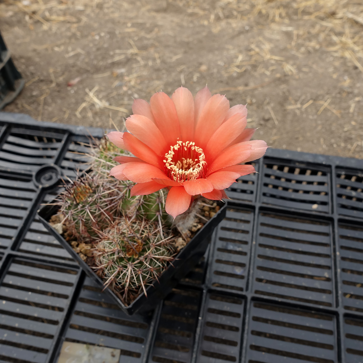 Lobivia aurea - variety :: Kaktusy-sukulenty-masozravky