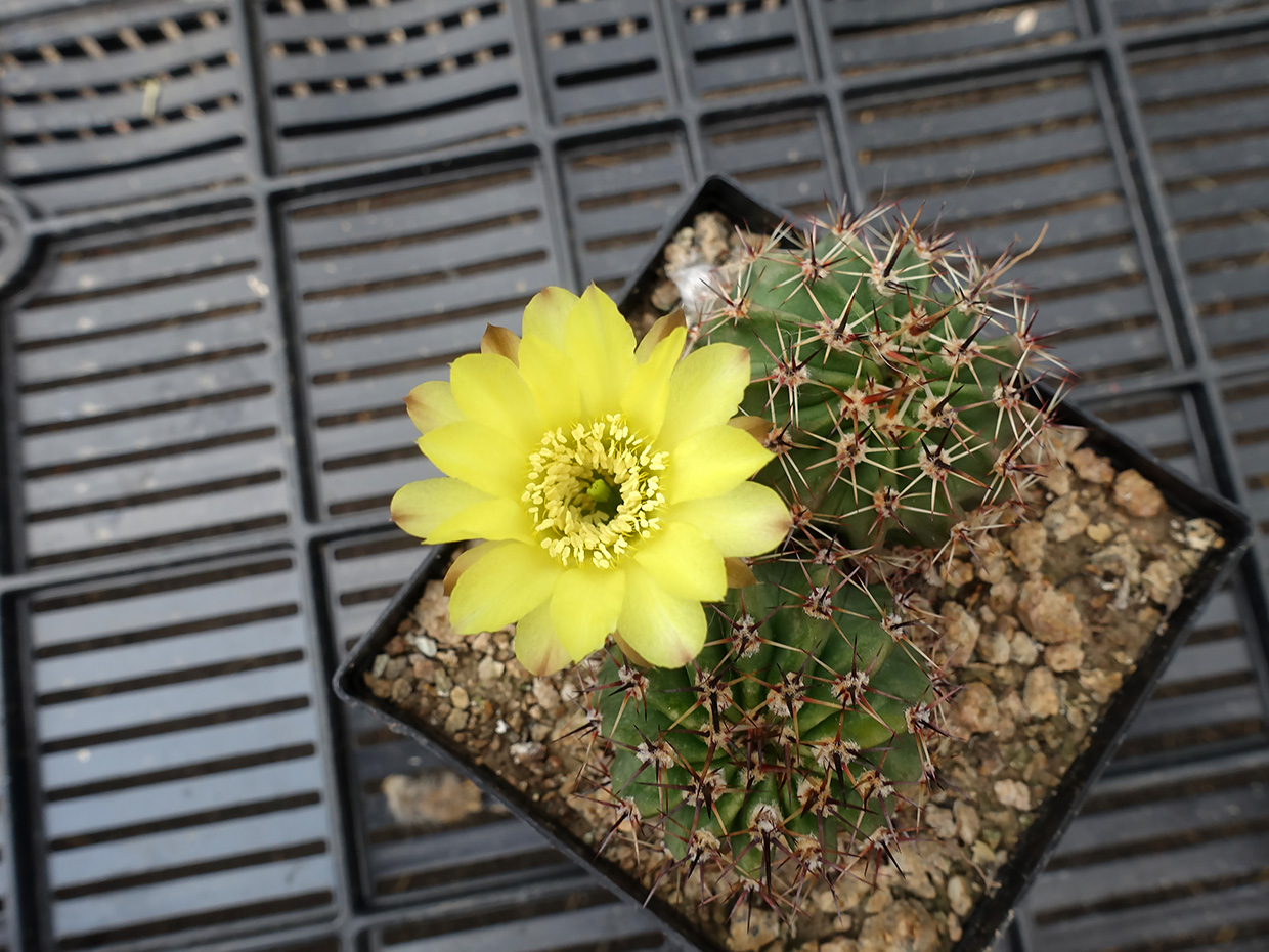 Lobivia aurea :: Kaktusy-sukulenty-masozravky