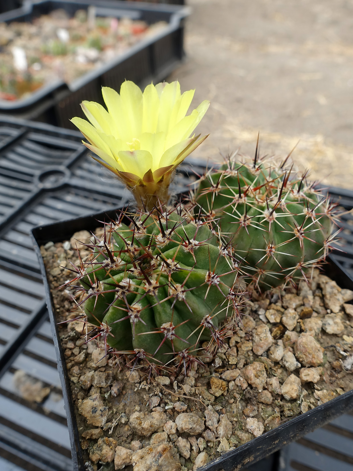 Lobivia aurea :: Kaktusy-sukulenty-masozravky