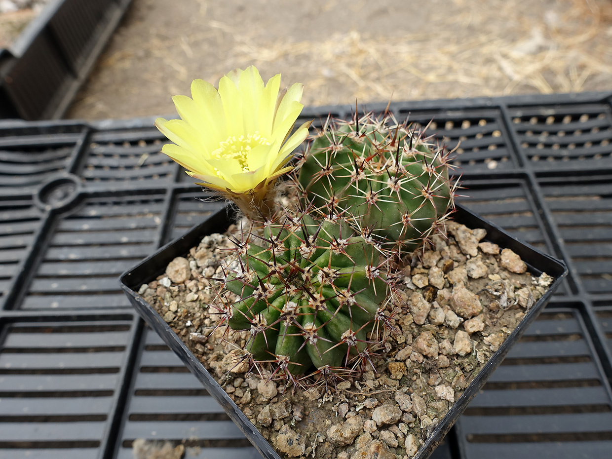 Lobivia aurea :: Kaktusy-sukulenty-masozravky