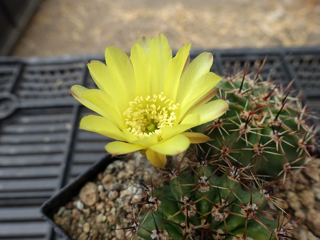 Lobivia aurea :: Kaktusy-sukulenty-masozravky