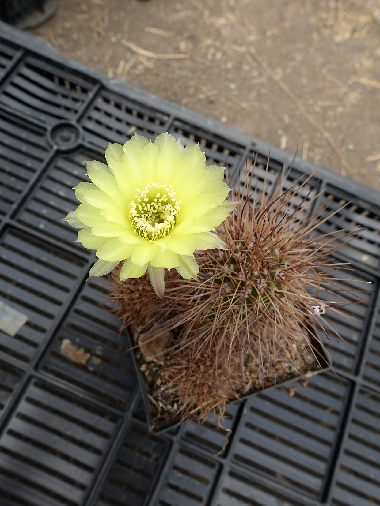 Lobivia aurea :: Kaktusy-sukulenty-masozravky