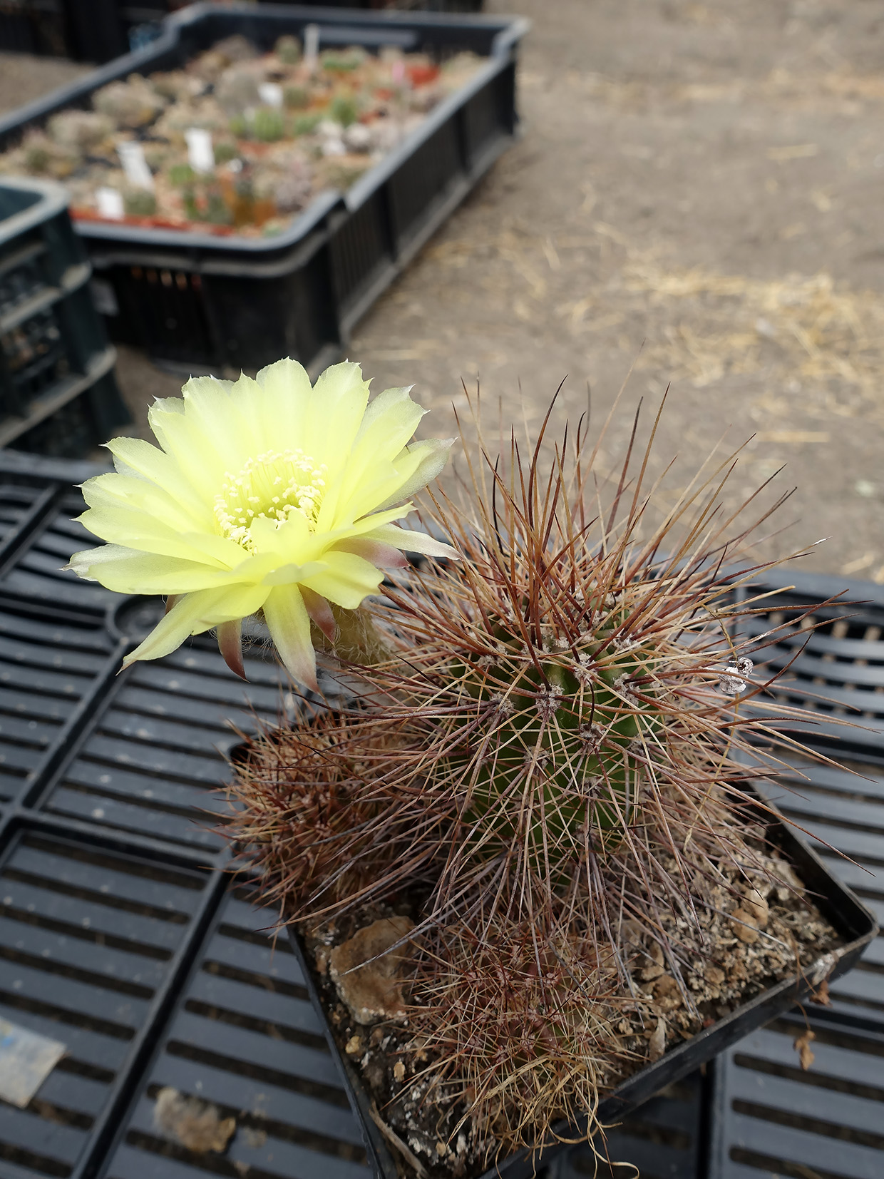 Lobivia aurea :: Kaktusy-sukulenty-masozravky