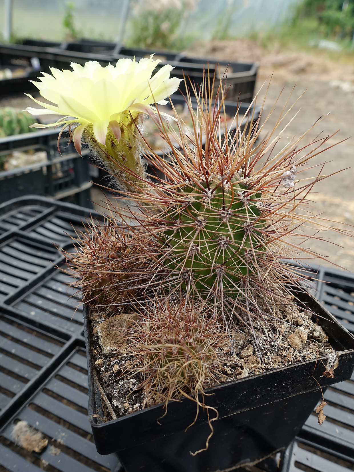 Lobivia aurea :: Kaktusy-sukulenty-masozravky