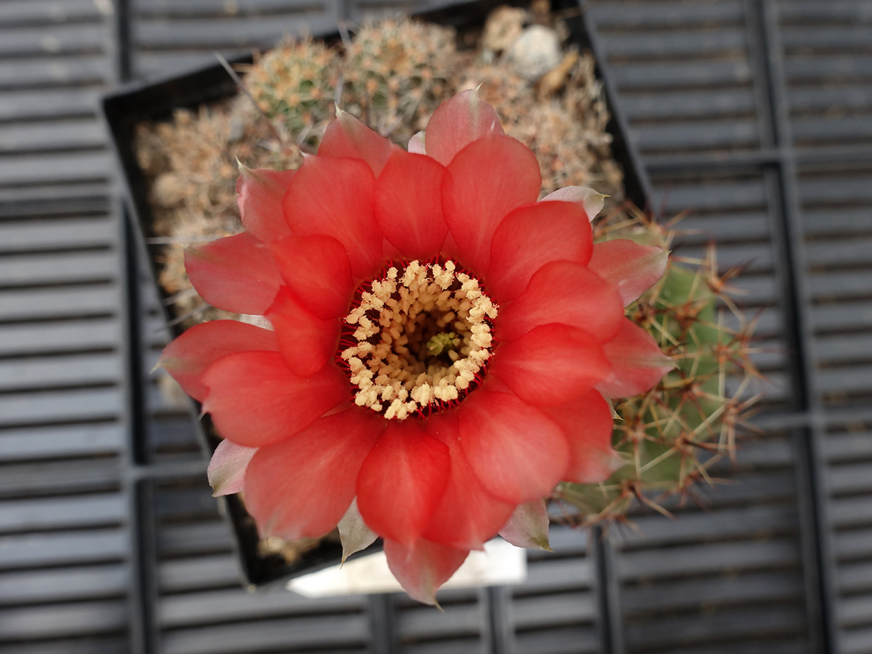 Lobivia aurea - variety :: Kaktusy-sukulenty-masozravky