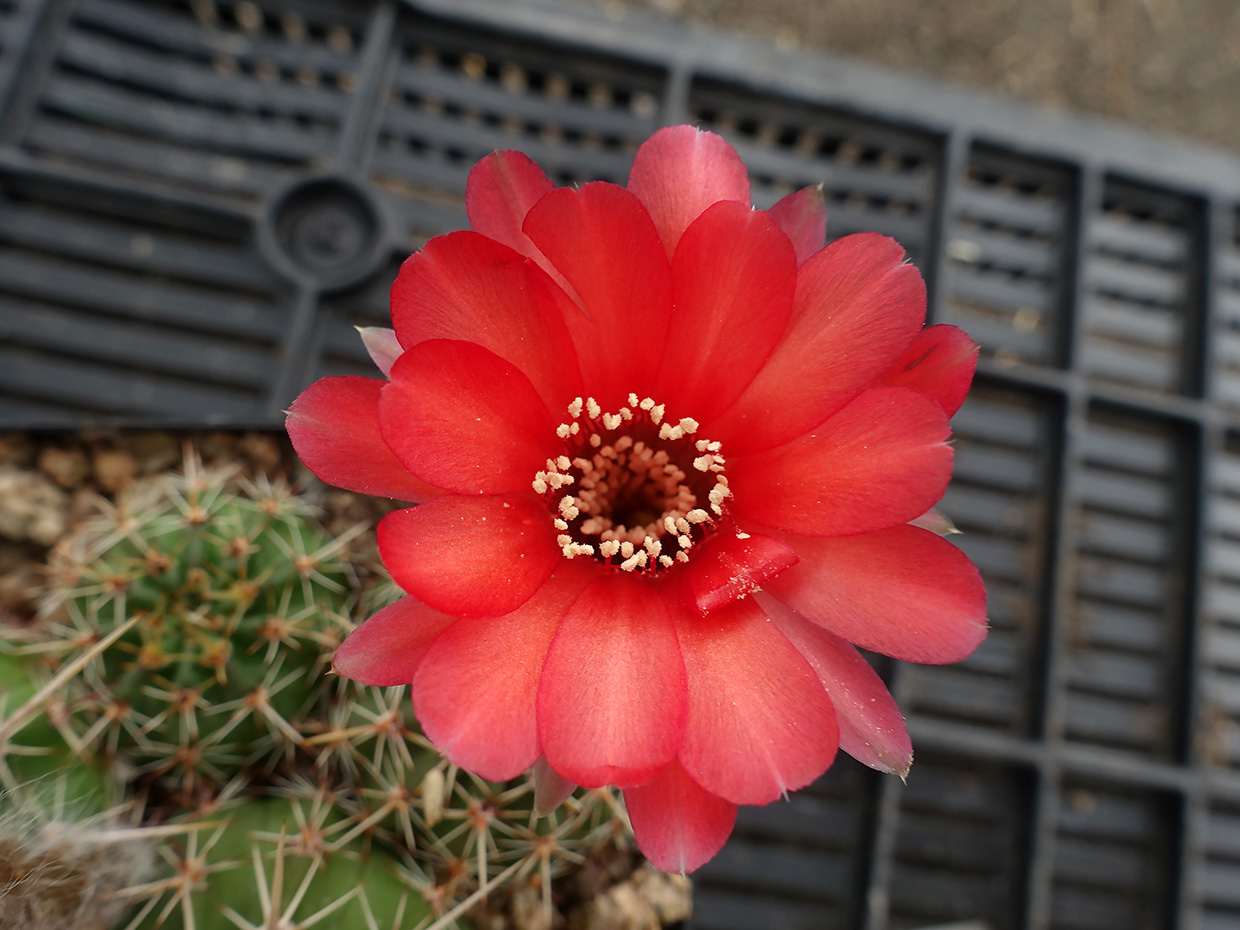 Lobivia aurea - variety :: Kaktusy-sukulenty-masozravky