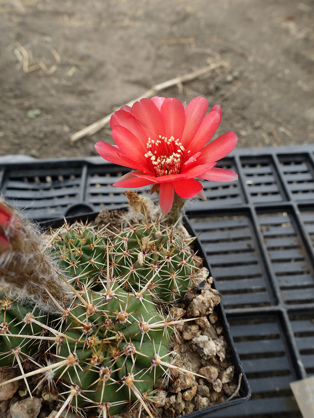 Lobivia aurea - variety :: Kaktusy-sukulenty-masozravky