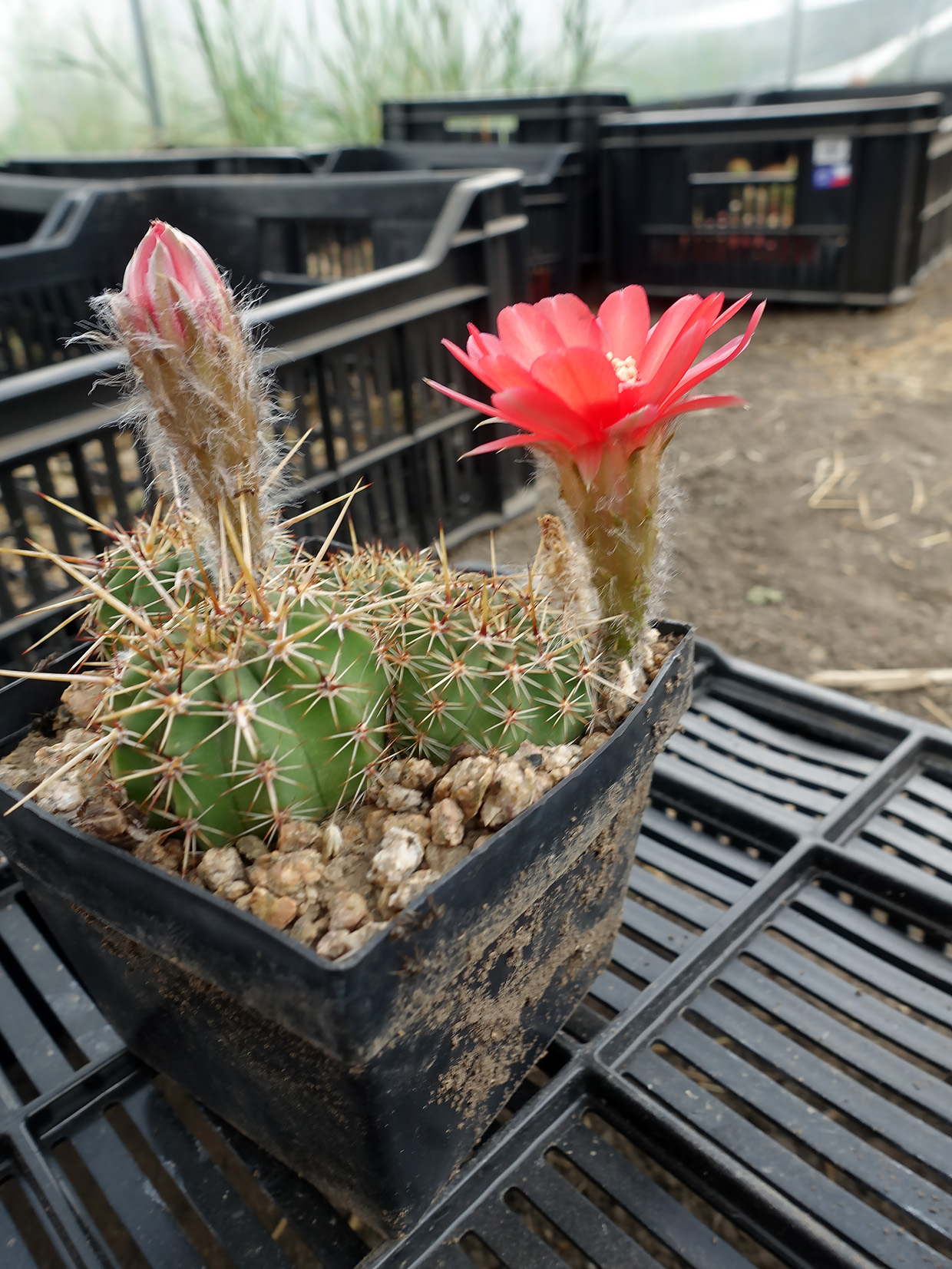 Lobivia aurea - variety :: Kaktusy-sukulenty-masozravky