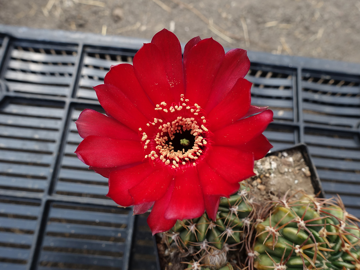 Lobivia cinnabarina - variety :: Kaktusy-sukulenty-masozravky