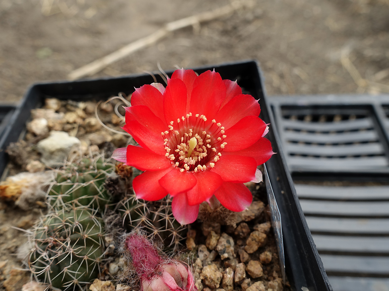 Lobivia saltensis :: Kaktusy-sukulenty-masozravky