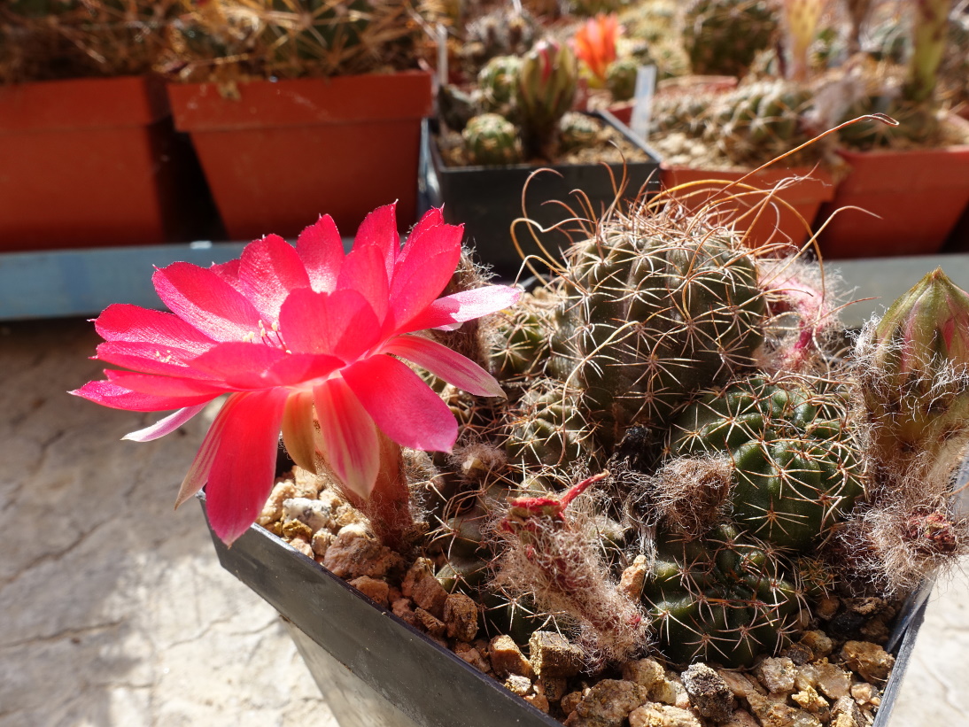 Lobivia saltensis :: Kaktusy-sukulenty-masozravky