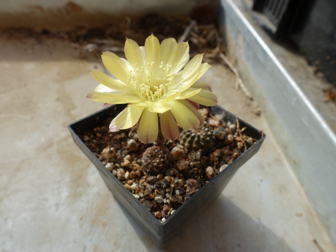 Lobivia haematantha - variety :: Kaktusy-sukulenty-masozravky