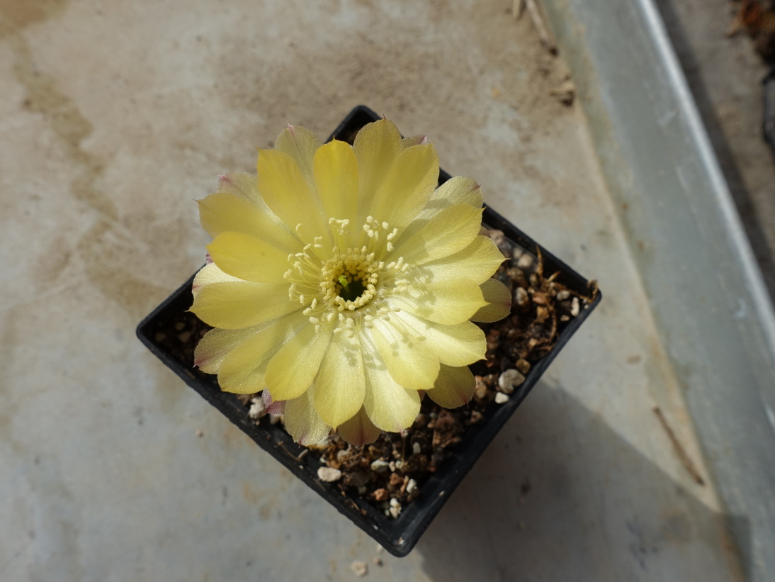 Lobivia haematantha - variety :: Kaktusy-sukulenty-masozravky