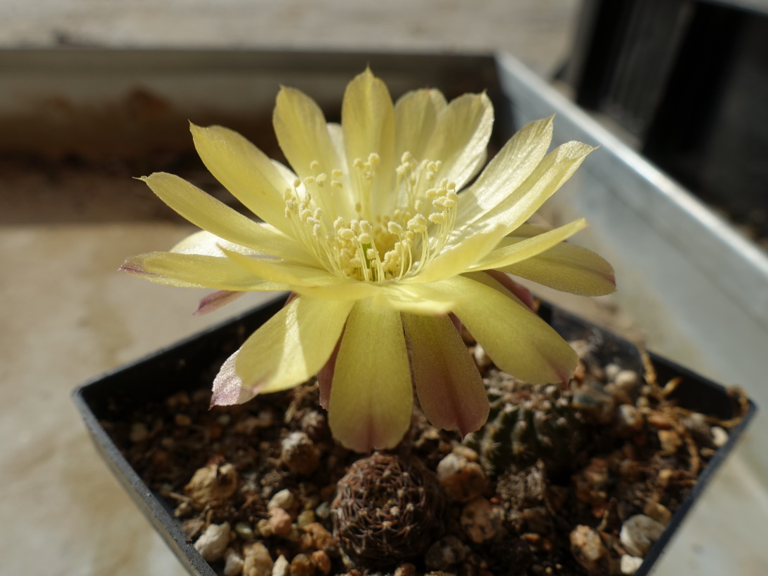 Lobivia haematantha - variety :: Kaktusy-sukulenty-masozravky