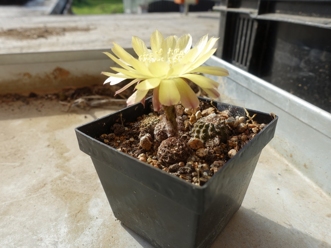 Lobivia haematantha - variety :: Kaktusy-sukulenty-masozravky