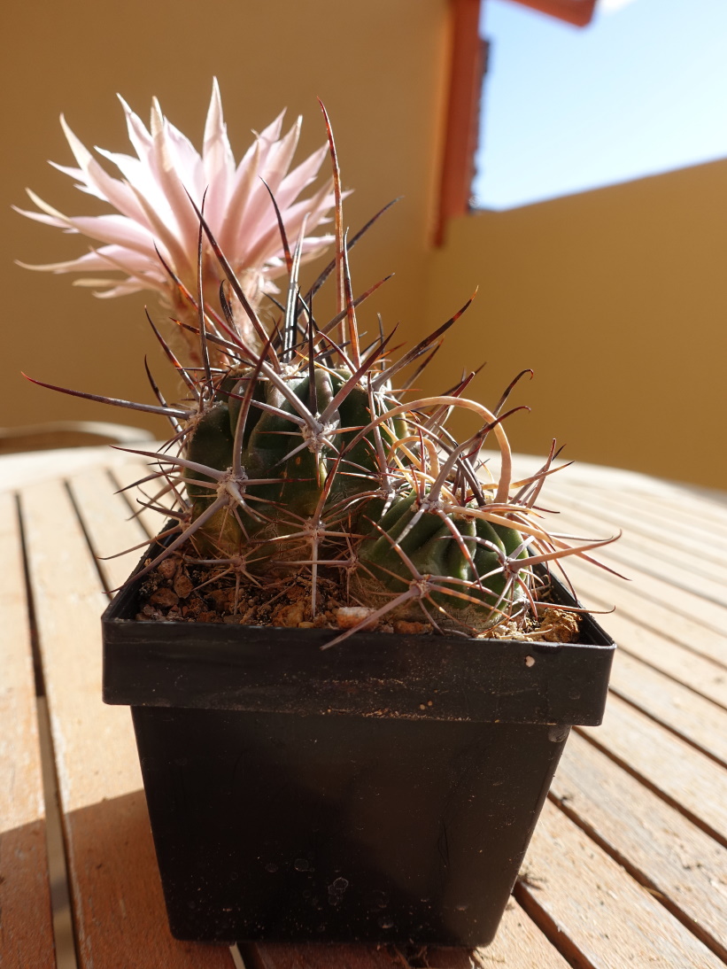 Lobivia ferox :: Kaktusy-sukulenty-masozravky