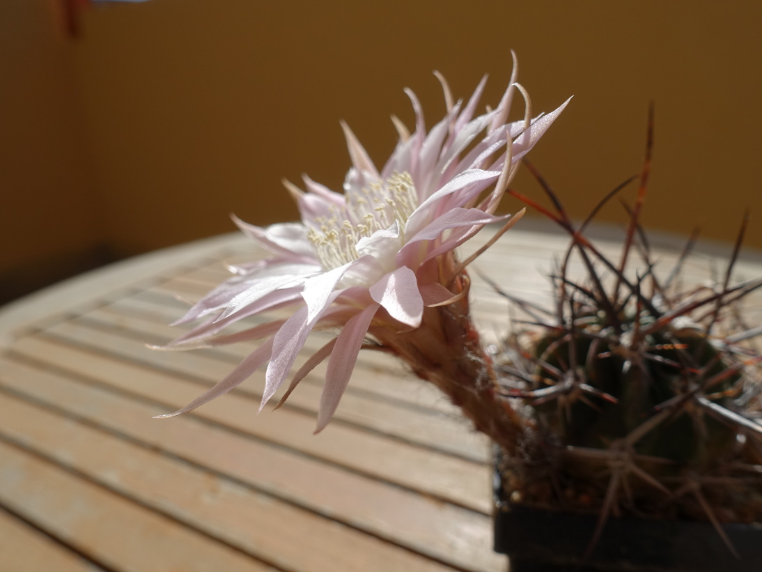 Lobivia ferox :: Kaktusy-sukulenty-masozravky