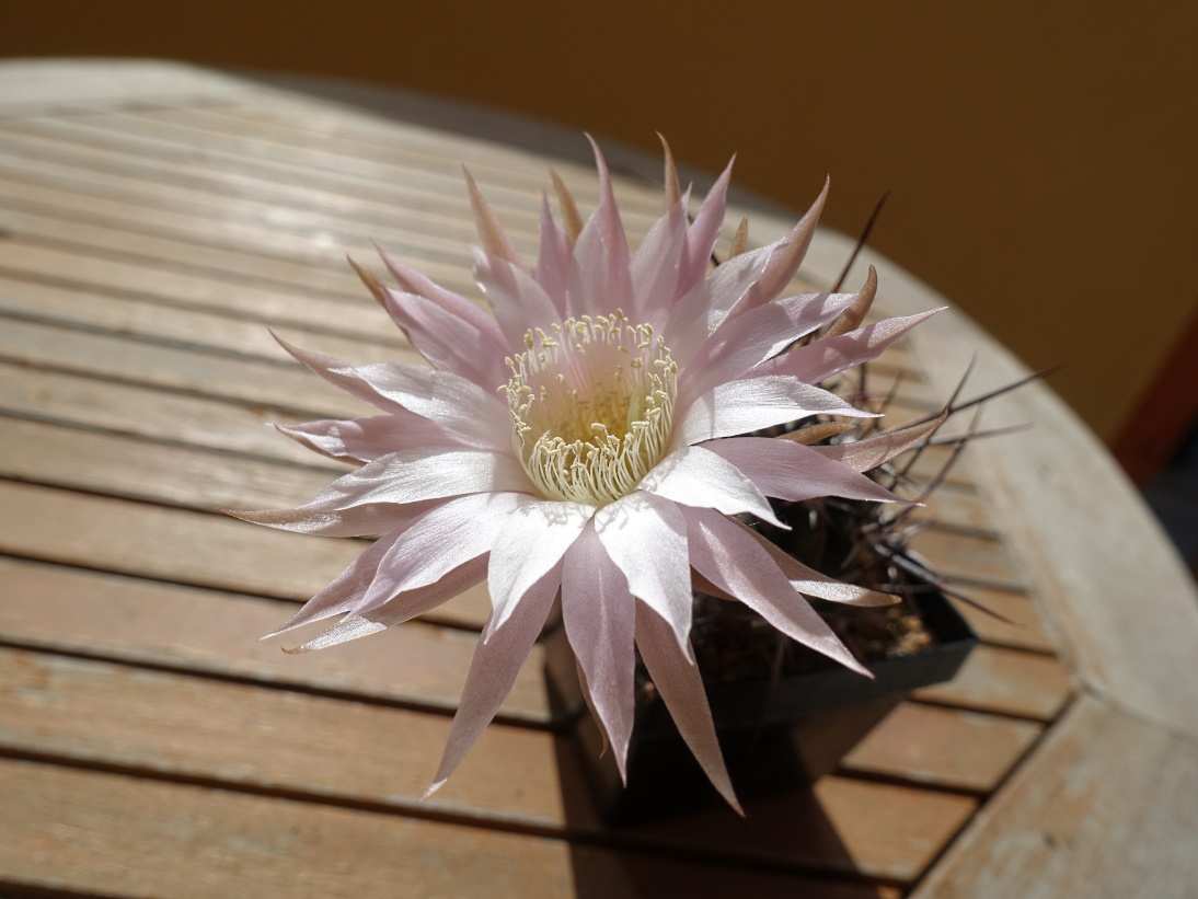 Lobivia ferox :: Kaktusy-sukulenty-masozravky