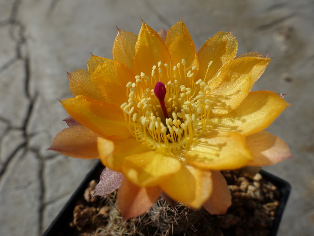 Lobivia haematantha :: Kaktusy-sukulenty-masozravky