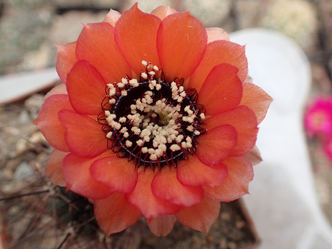 Lobivia jajoana - variety :: Kaktusy-sukulenty-masozravky