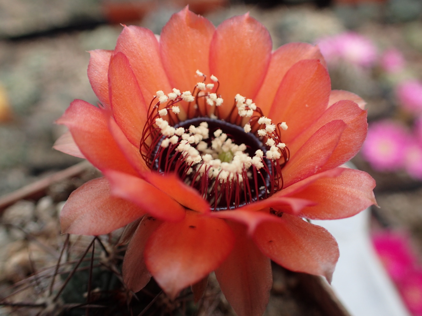 Lobivia jajoana - variety :: Kaktusy-sukulenty-masozravky