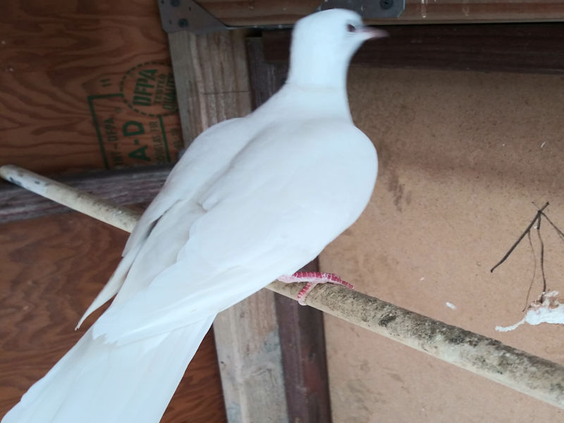 White Ringneck Doves for Sale - DovesWorld.com™