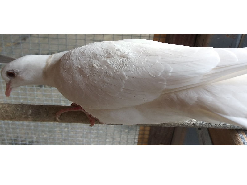White Ringneck Doves for Sale - DovesWorld.com™