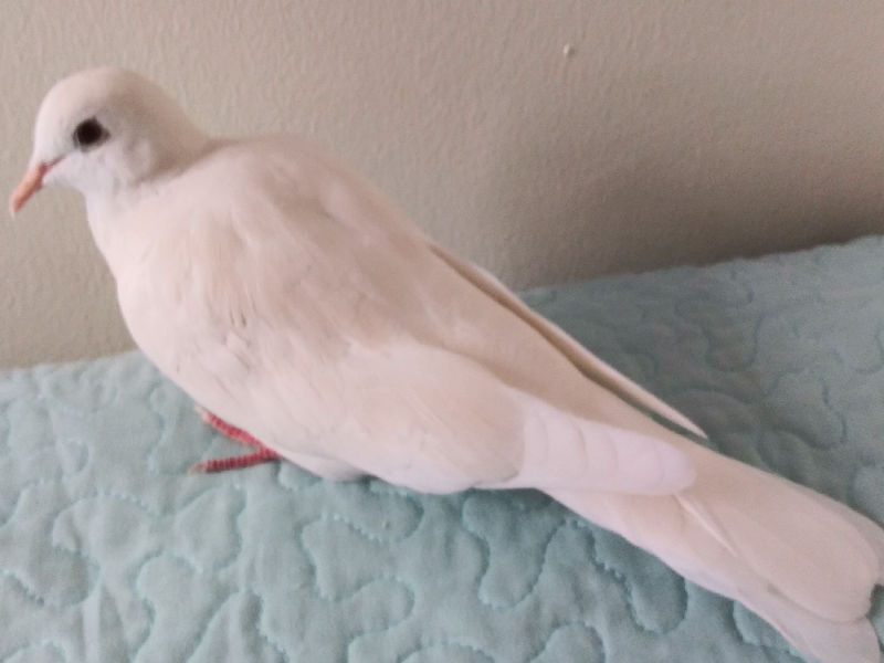 White Ringneck Doves for Sale - DovesWorld.com™