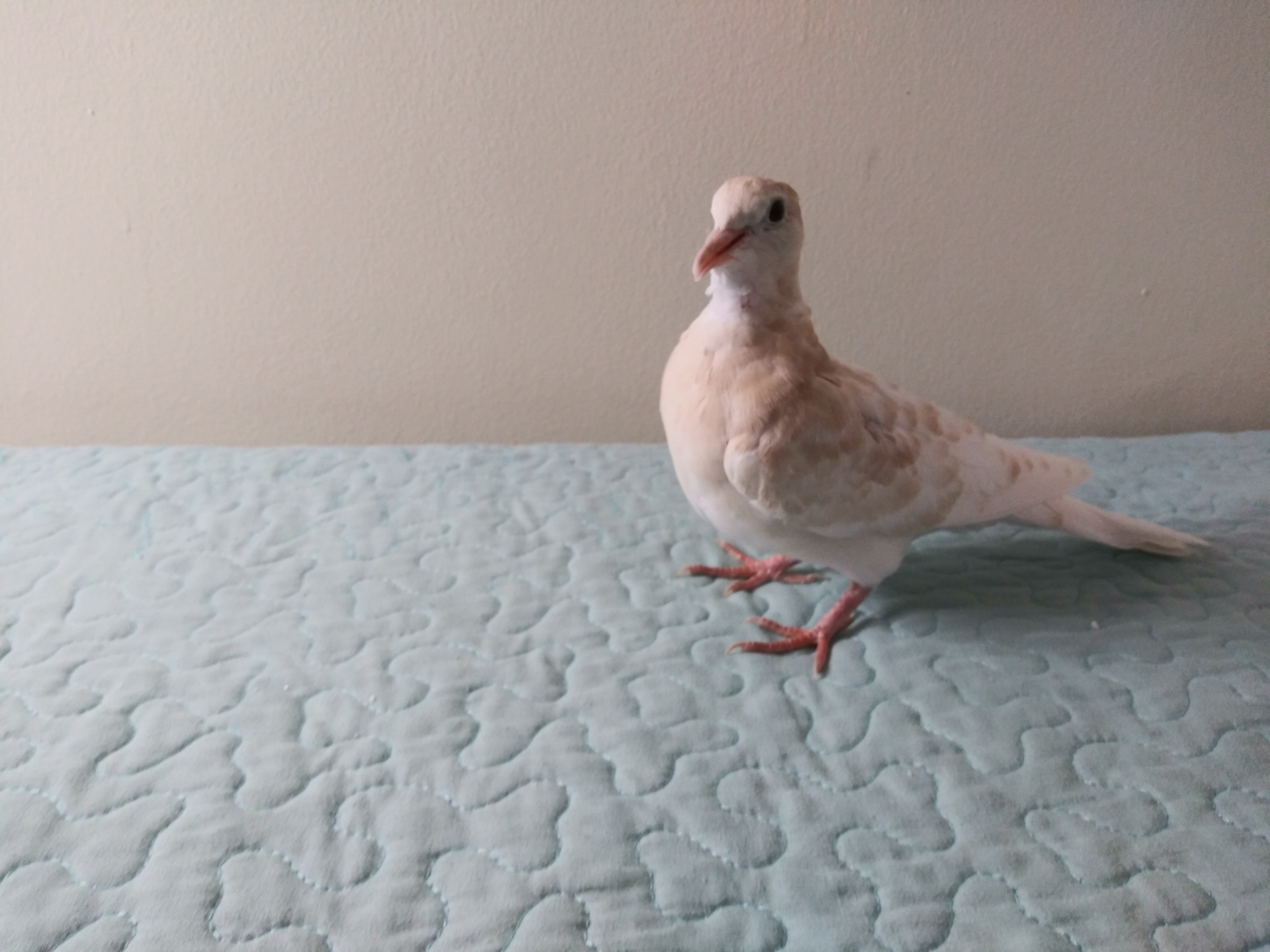 The Peach Ringneck Dove for Sale - Doves World™