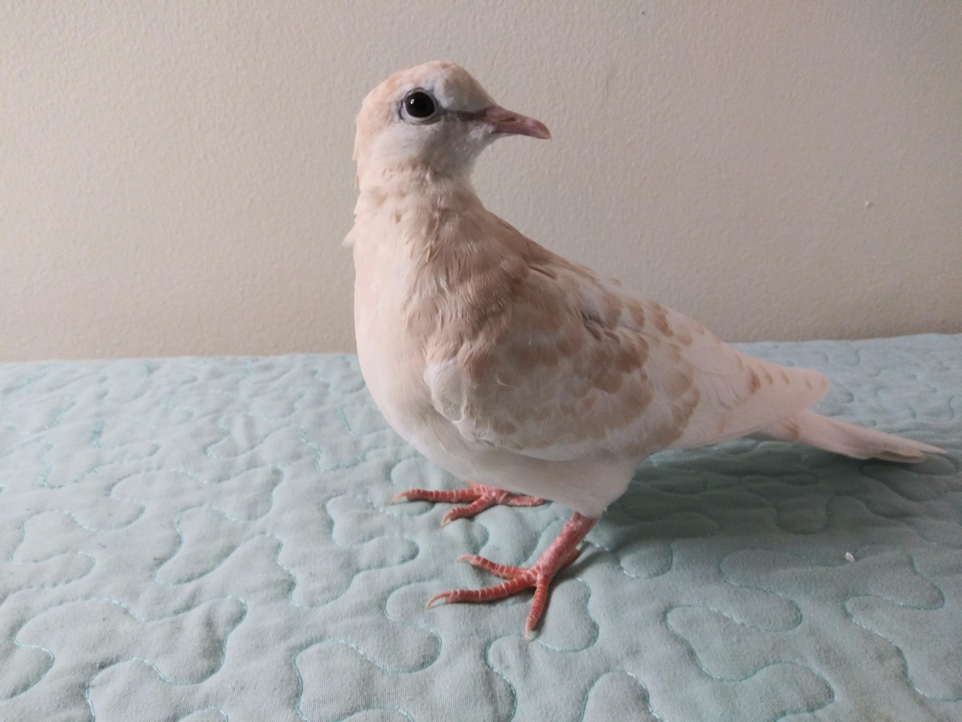 The Peach Ringneck Dove for Sale - Doves World™